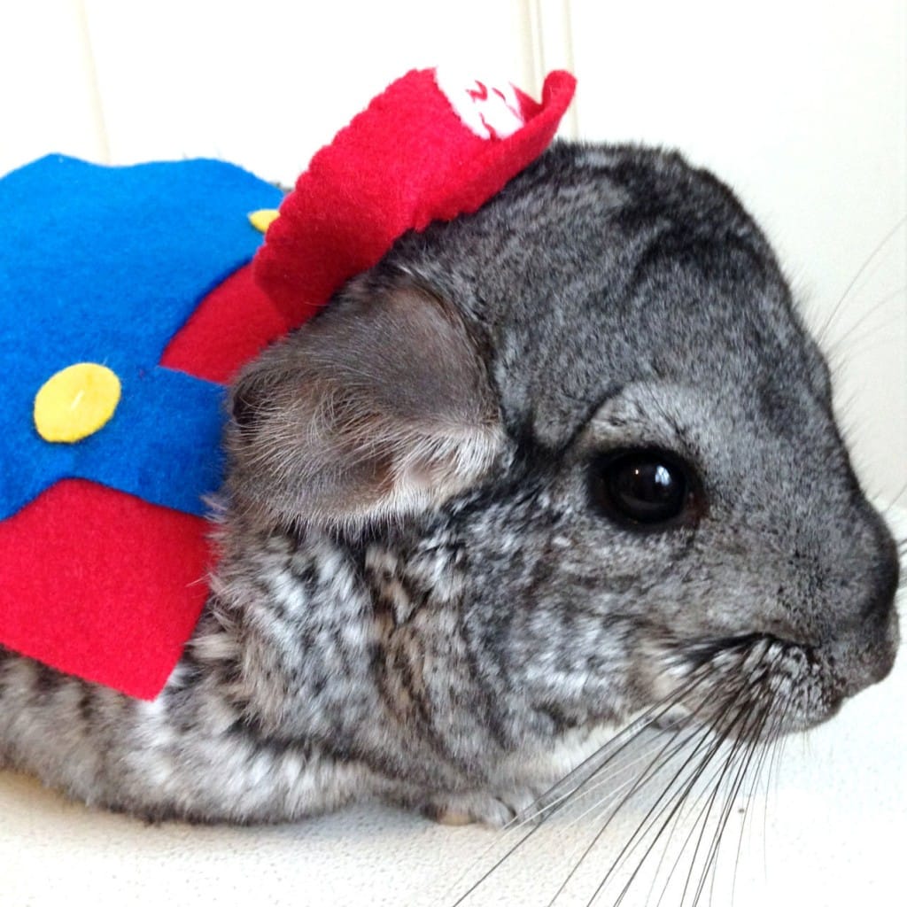 Super Mario Small Pet Costume - Shut Up And Take My Yen