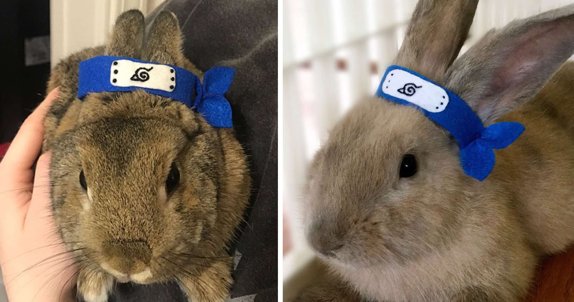 Rabbit Naruto Headband - Shut Up And Take My Yen